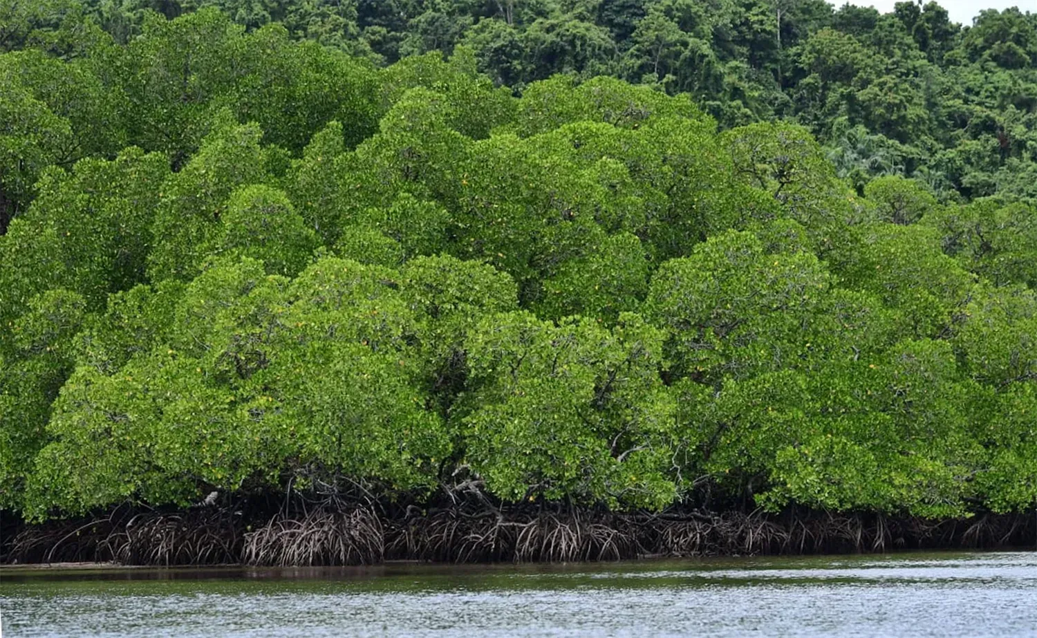 When National Parks and Traditional Conservation Converge in Wondama ...
