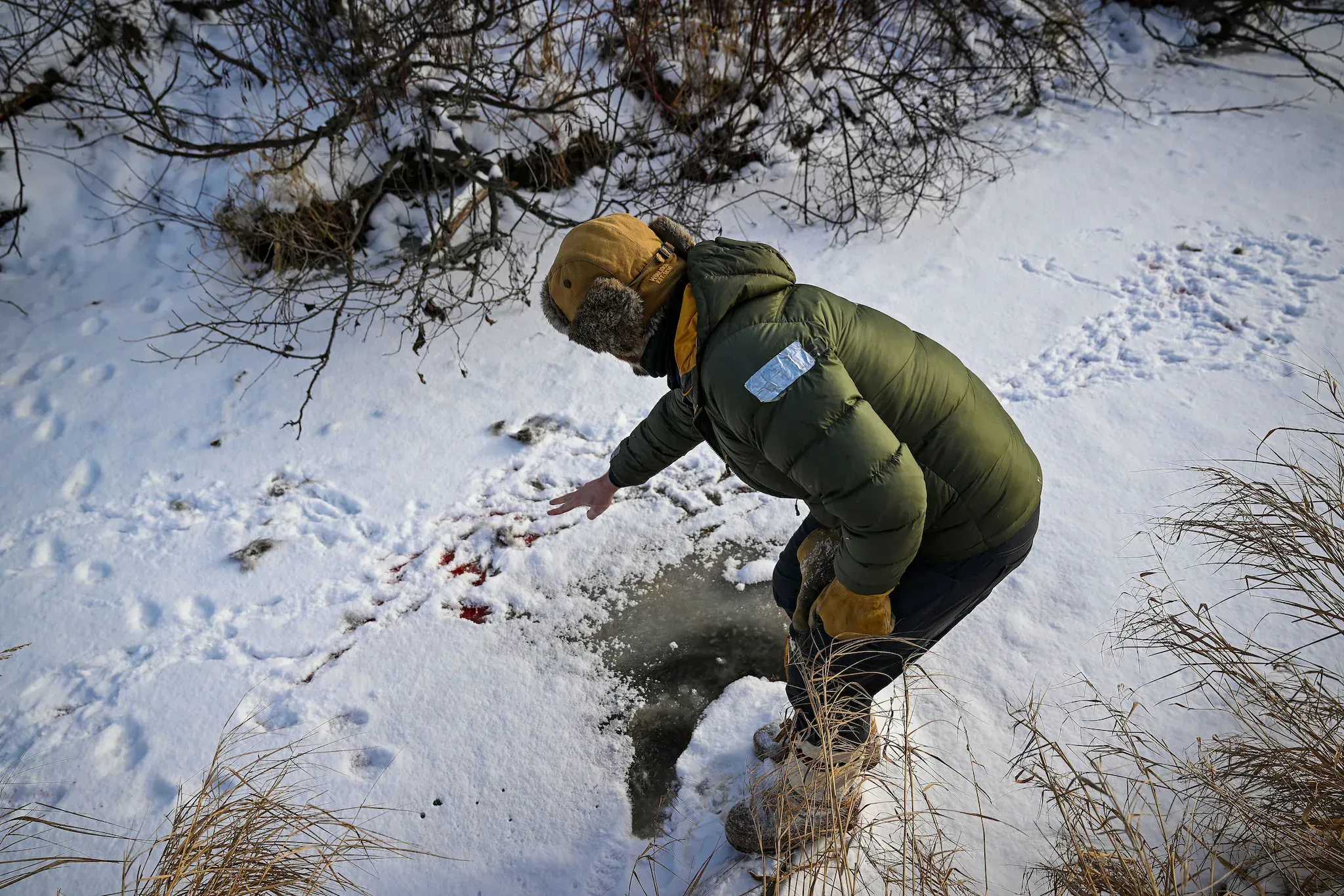 Wolves, Long Feared and Reviled, May Actually Be Lifesavers | Pulitzer ...