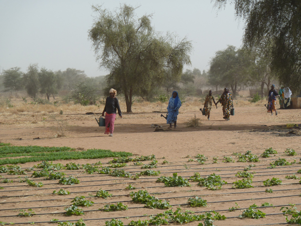 Senegal: Great Green Wall of Trees to Halt the Advance of the Sahara ...